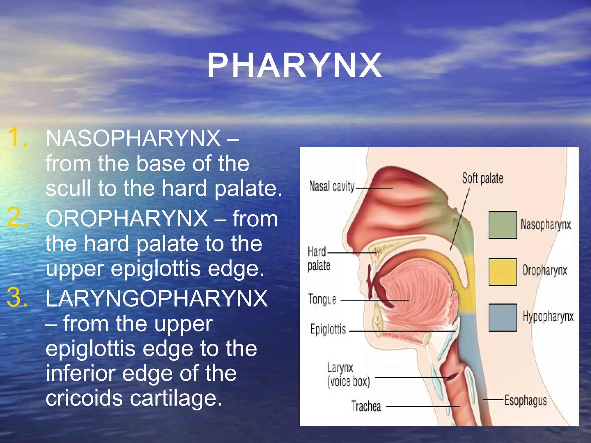 Anatomy & Physiology of pharynx. Tonsillitis | PPT
