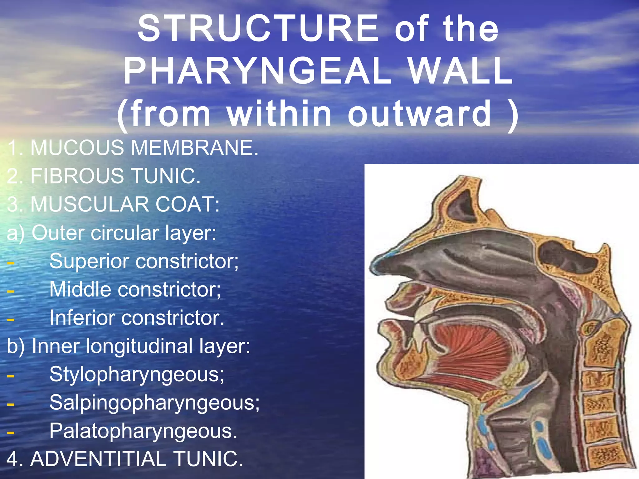 Anatomy & Physiology of pharynx. Tonsillitis | PPT