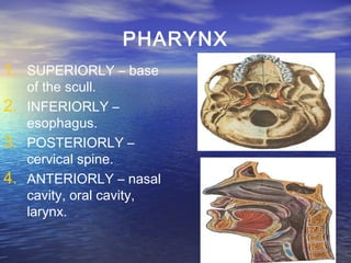 Anatomy & Physiology of pharynx. Tonsillitis | PPT