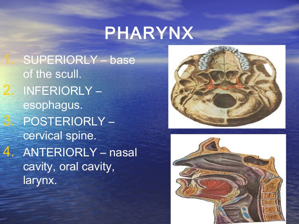 Pharynx Anatomy