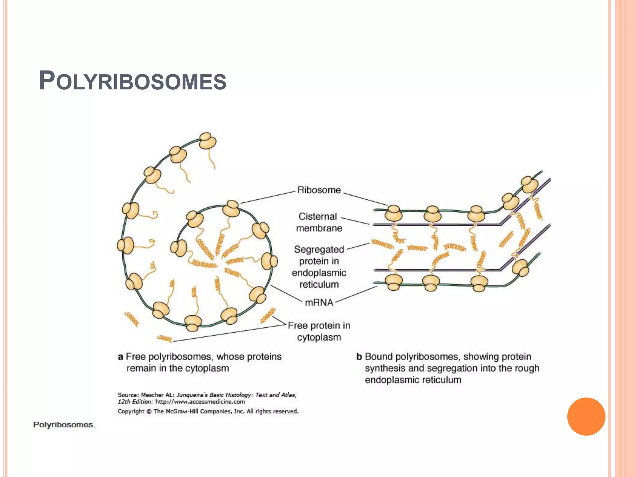 General morphology of the cell | PPTX