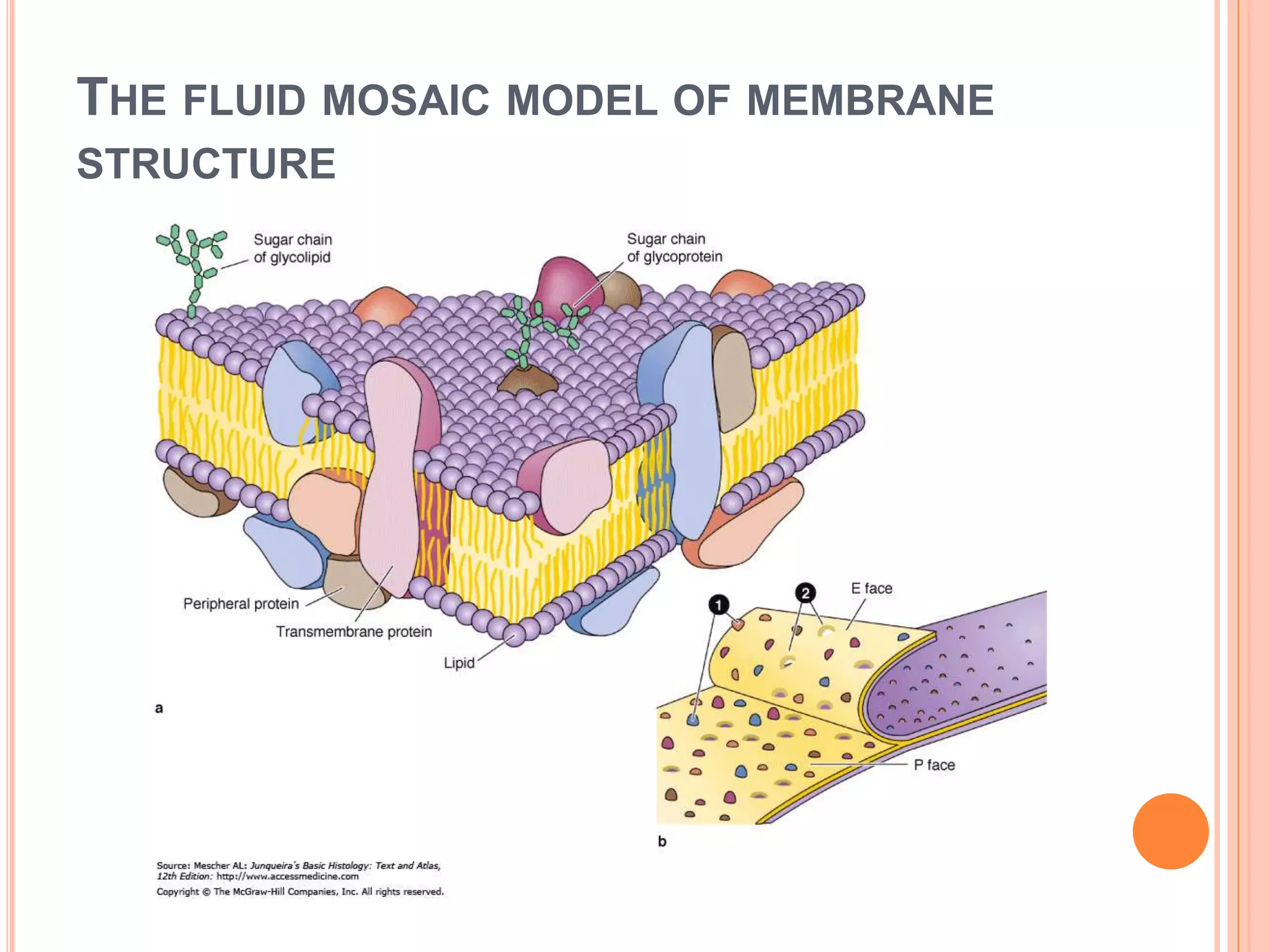 General morphology of the cell | PPTX