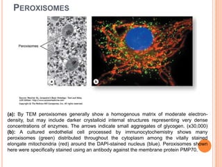 General morphology of the cell | PPTX