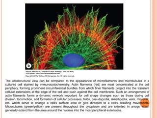 General morphology of the cell | PPTX