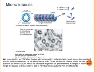General morphology of the cell | PPTX