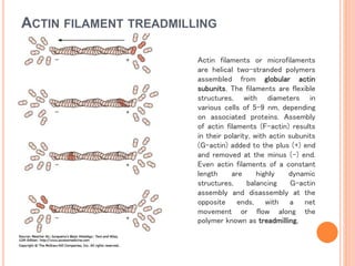 General morphology of the cell | PPTX