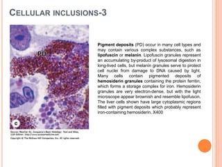 General morphology of the cell | PPTX