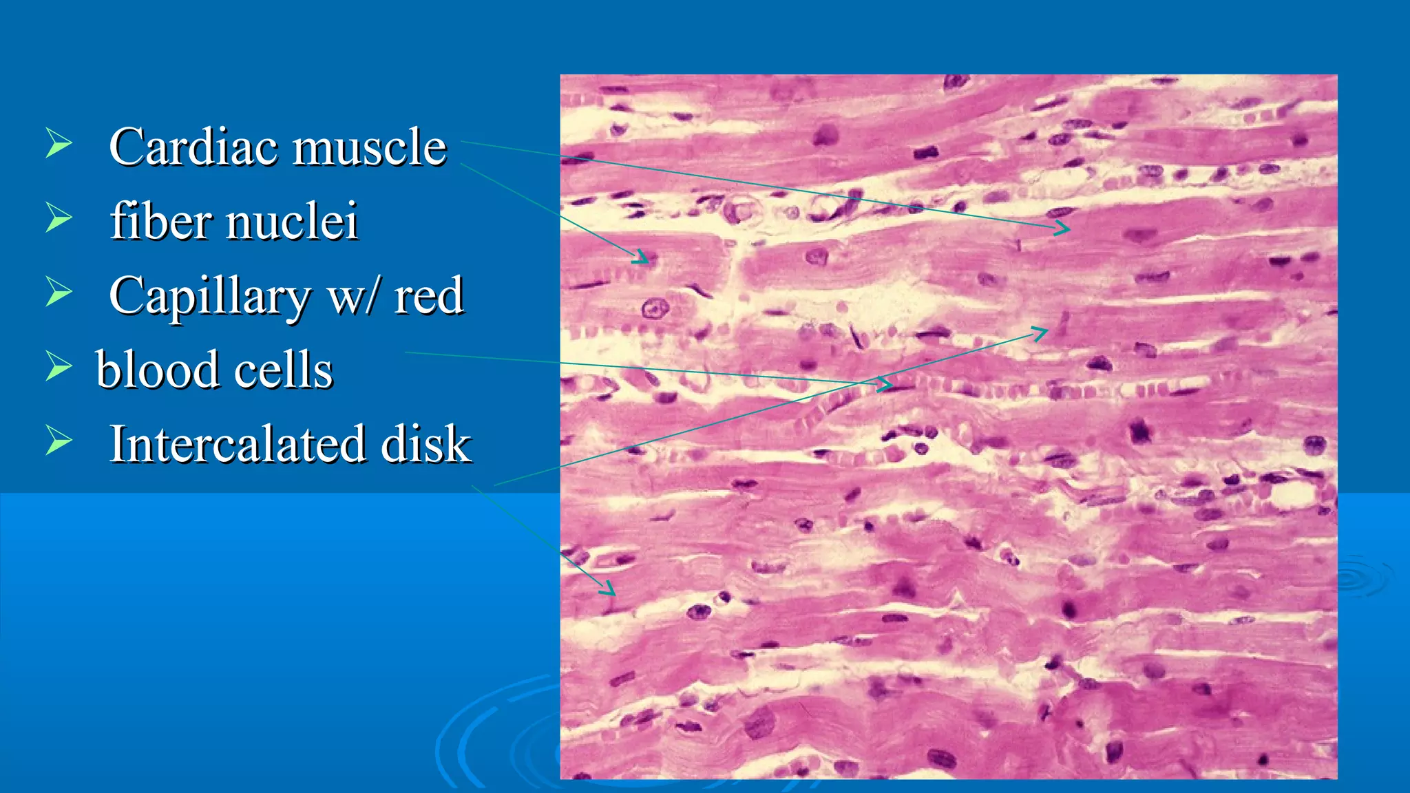 Histology of Cardiovascular system | PPT