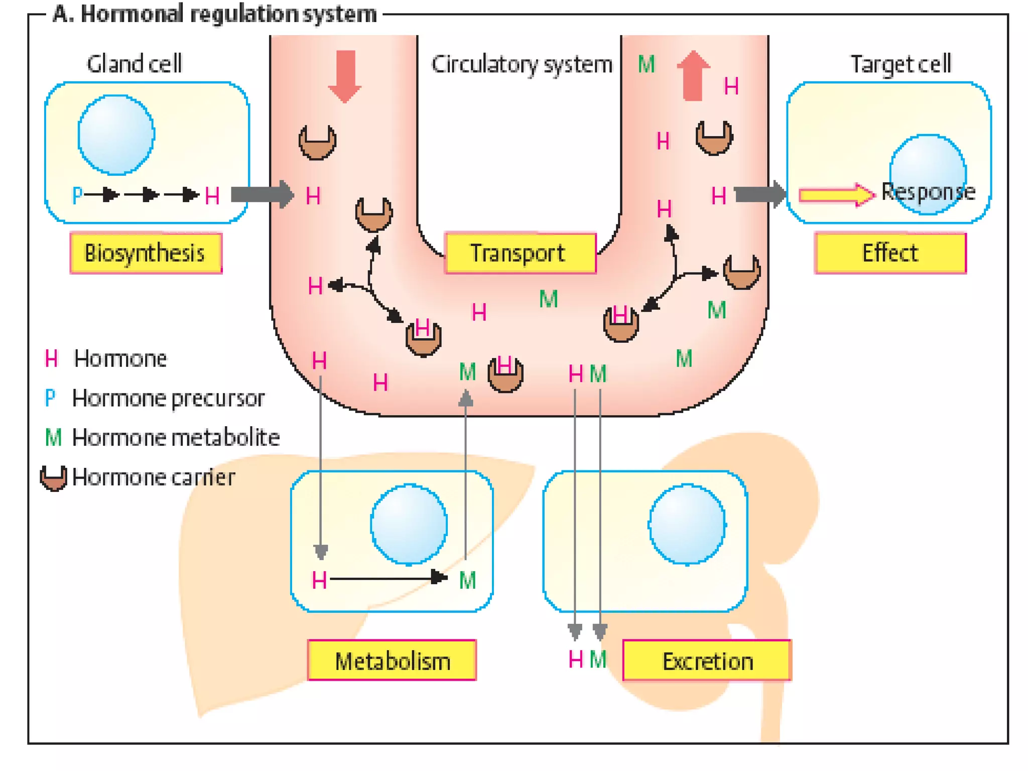 Principles of Hormonal regulations | PPT