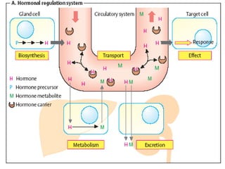 Principles of Hormonal regulations | PPT