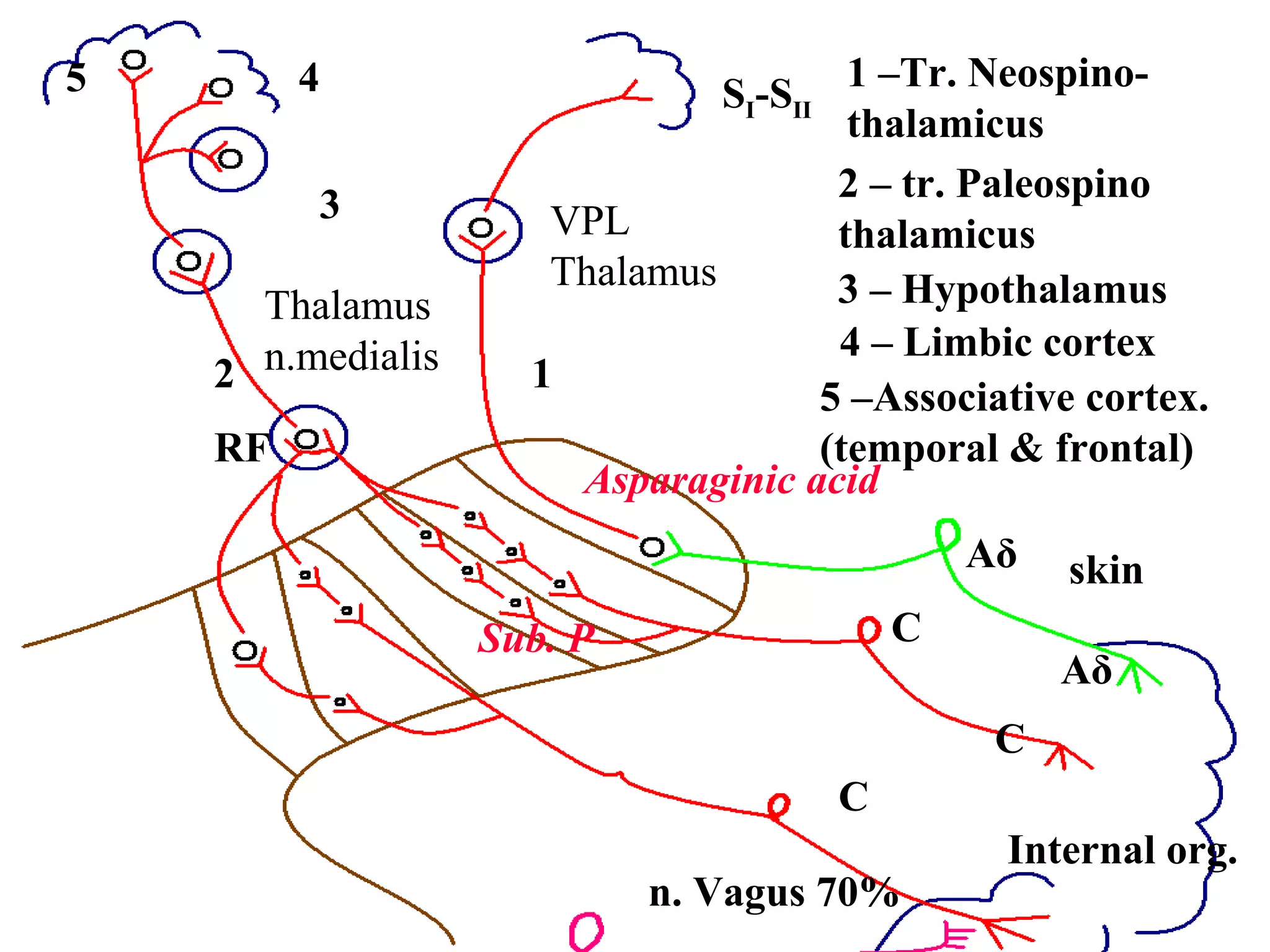 Physiology of Pain | PPT