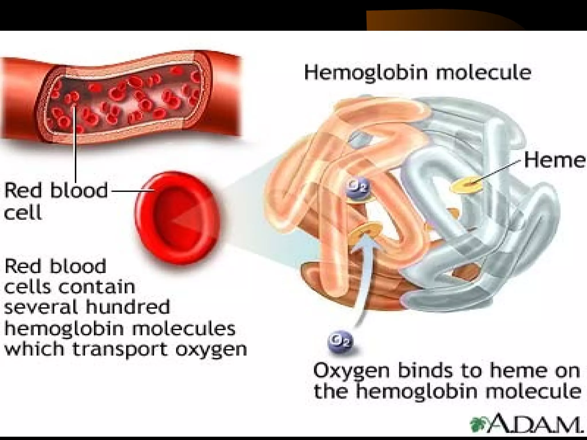 Iron Deficiency Anemia. B12 & Folat Deficiency Anemia | PPT