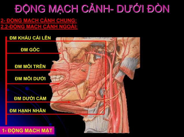 ĐỘNG MẠCH CẢNH VÀ ĐỘNG MẠCH DƯỚI ĐÒN | PDF