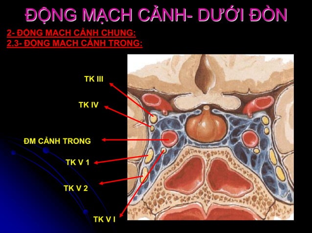 ĐỘNG MẠCH CẢNH VÀ ĐỘNG MẠCH DƯỚI ĐÒN | PDF