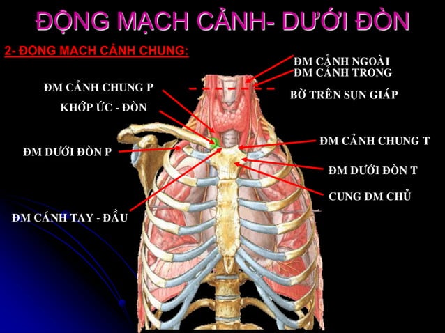 ĐỘNG MẠCH CẢNH VÀ ĐỘNG MẠCH DƯỚI ĐÒN | PDF