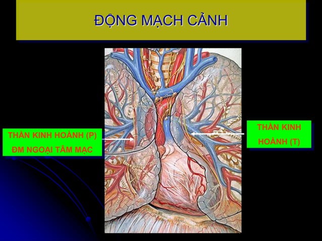ĐỘNG MẠCH CẢNH VÀ ĐỘNG MẠCH DƯỚI ĐÒN | PDF