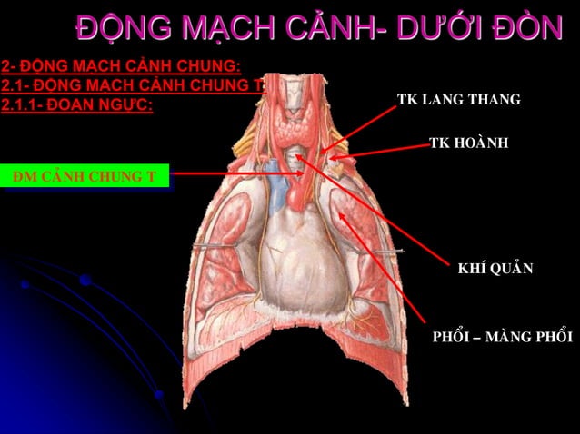 ĐỘNG MẠCH CẢNH VÀ ĐỘNG MẠCH DƯỚI ĐÒN | PDF