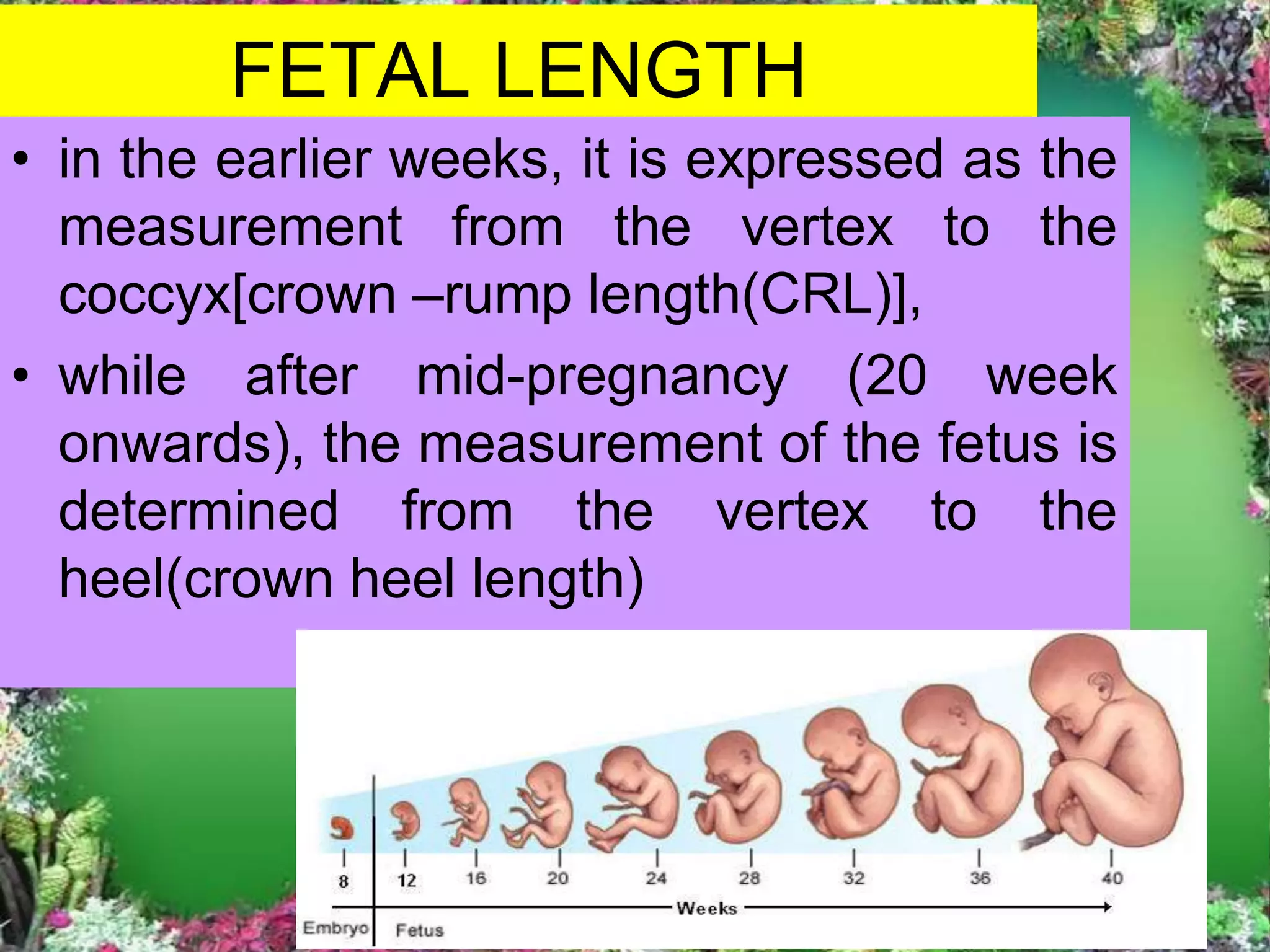 fetal development and fetal circulation | PPTX