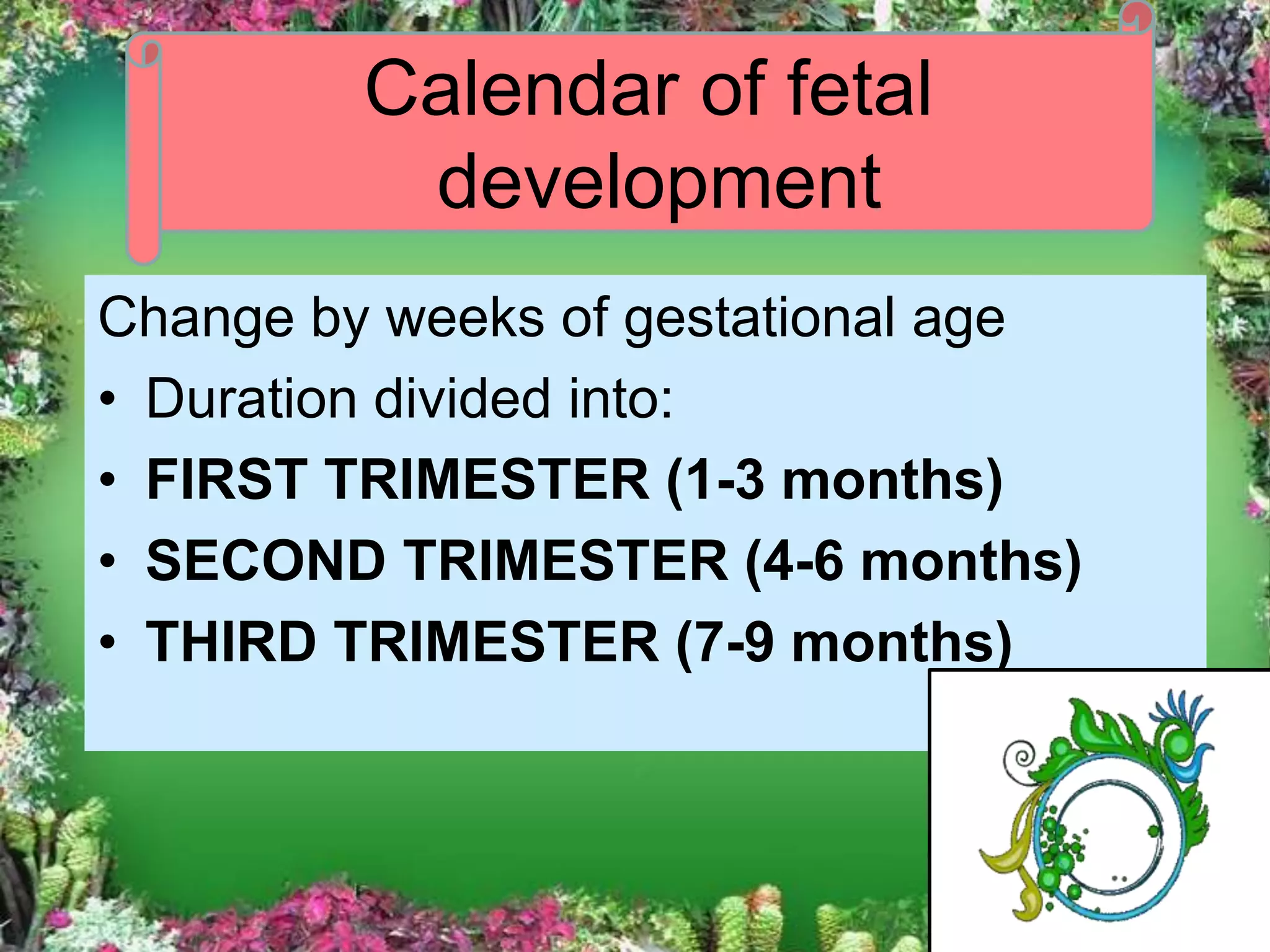fetal development and fetal circulation | PPTX