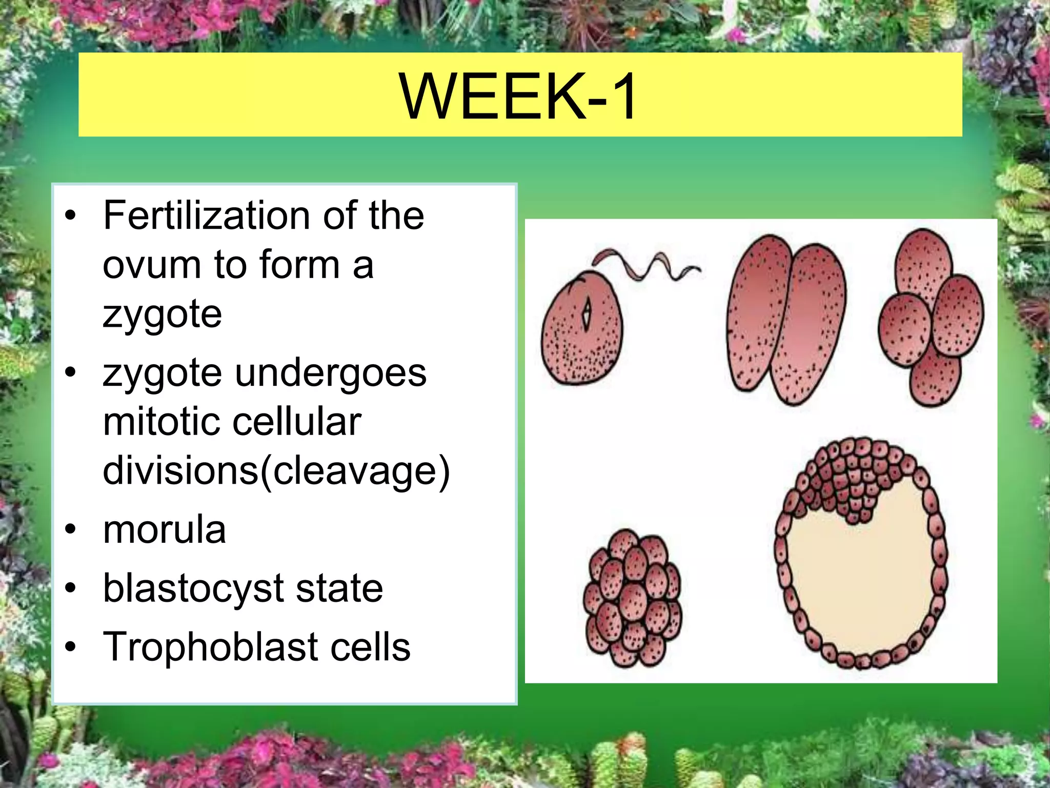 fetal development and fetal circulation | PPTX