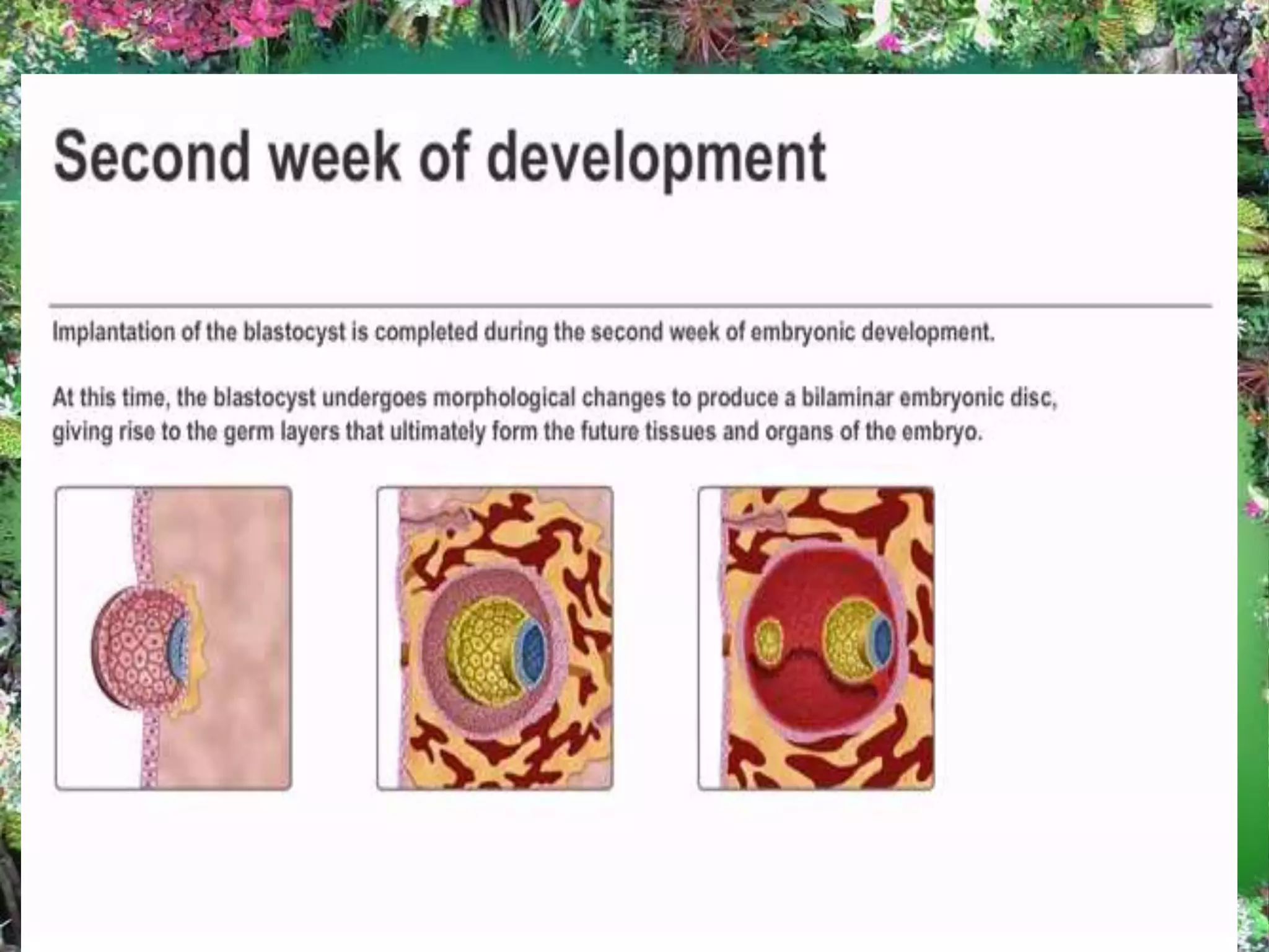 fetal development and fetal circulation | PPTX
