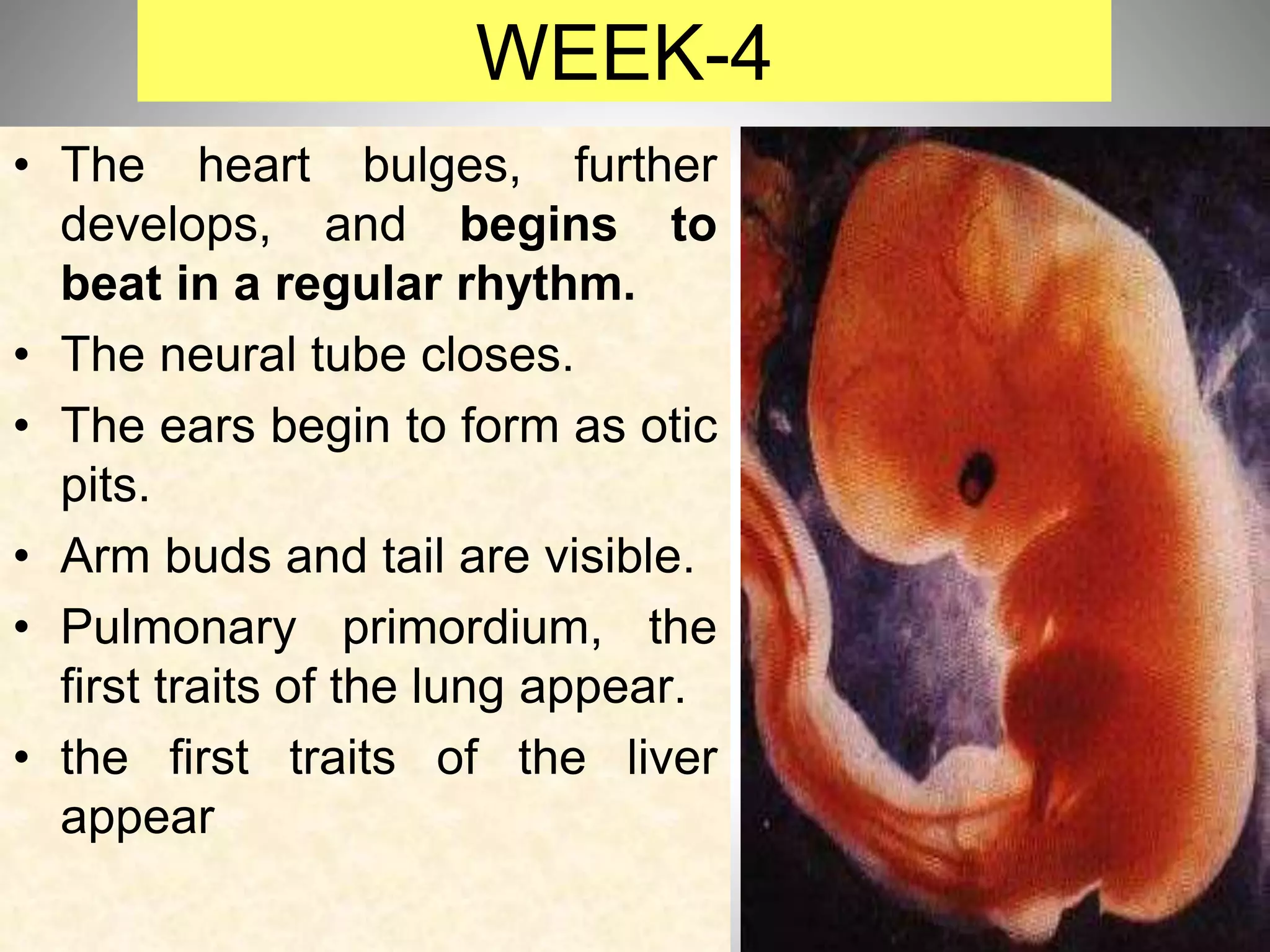 fetal development and fetal circulation | PPTX