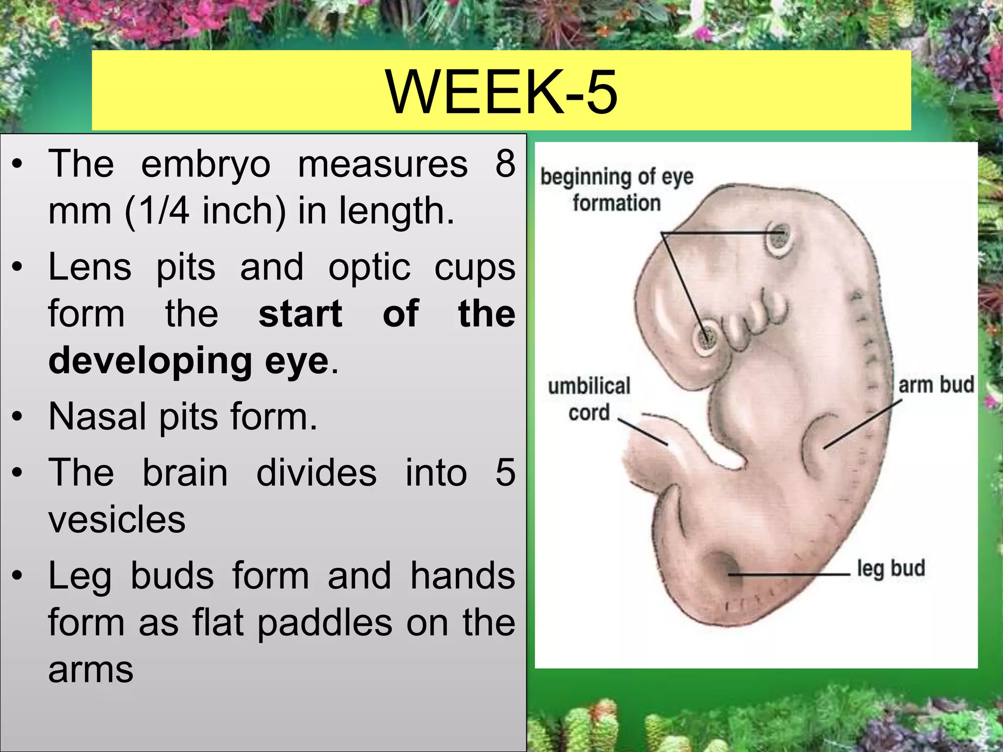fetal development and fetal circulation | PPTX