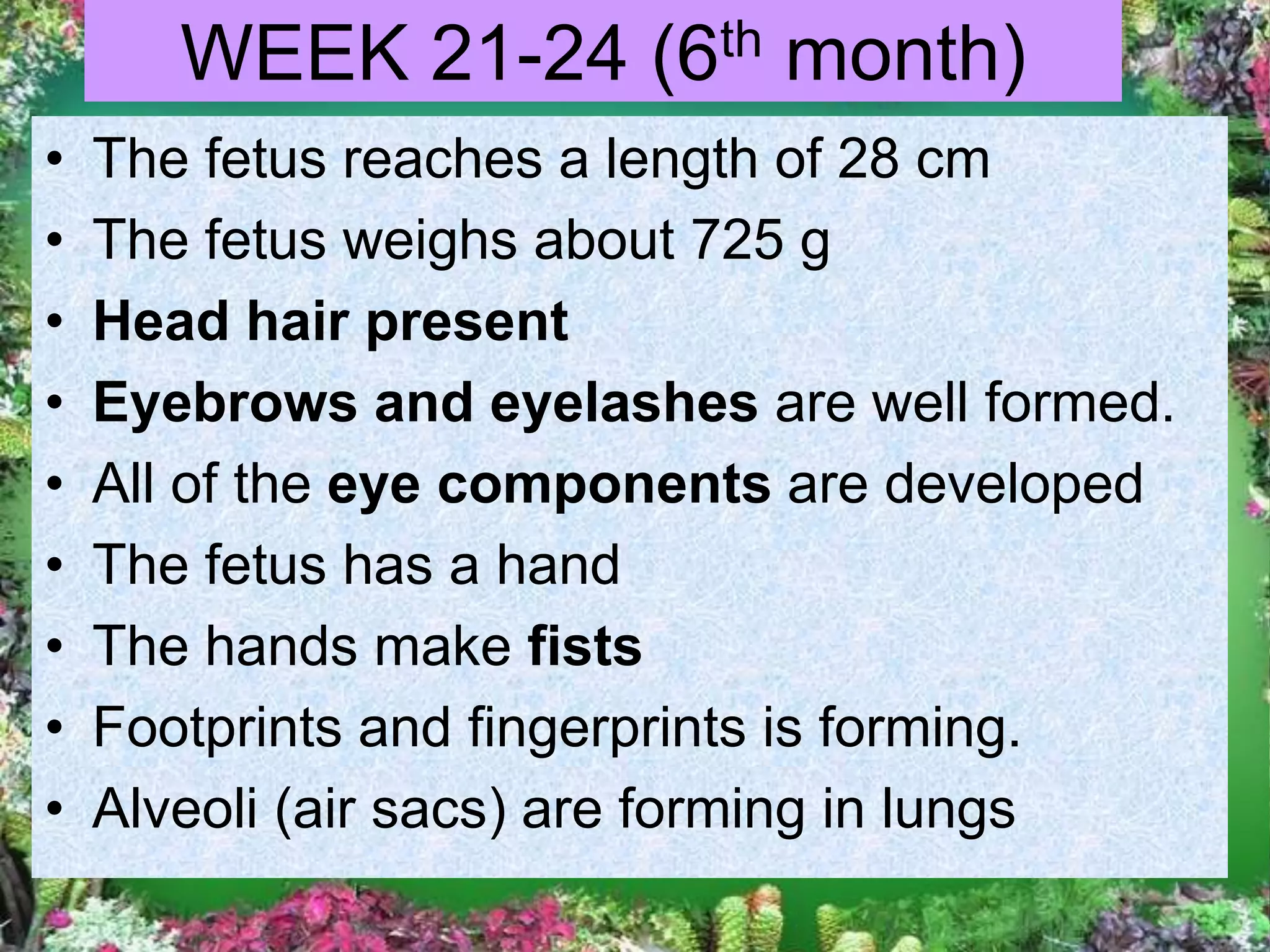 fetal development and fetal circulation | PPTX