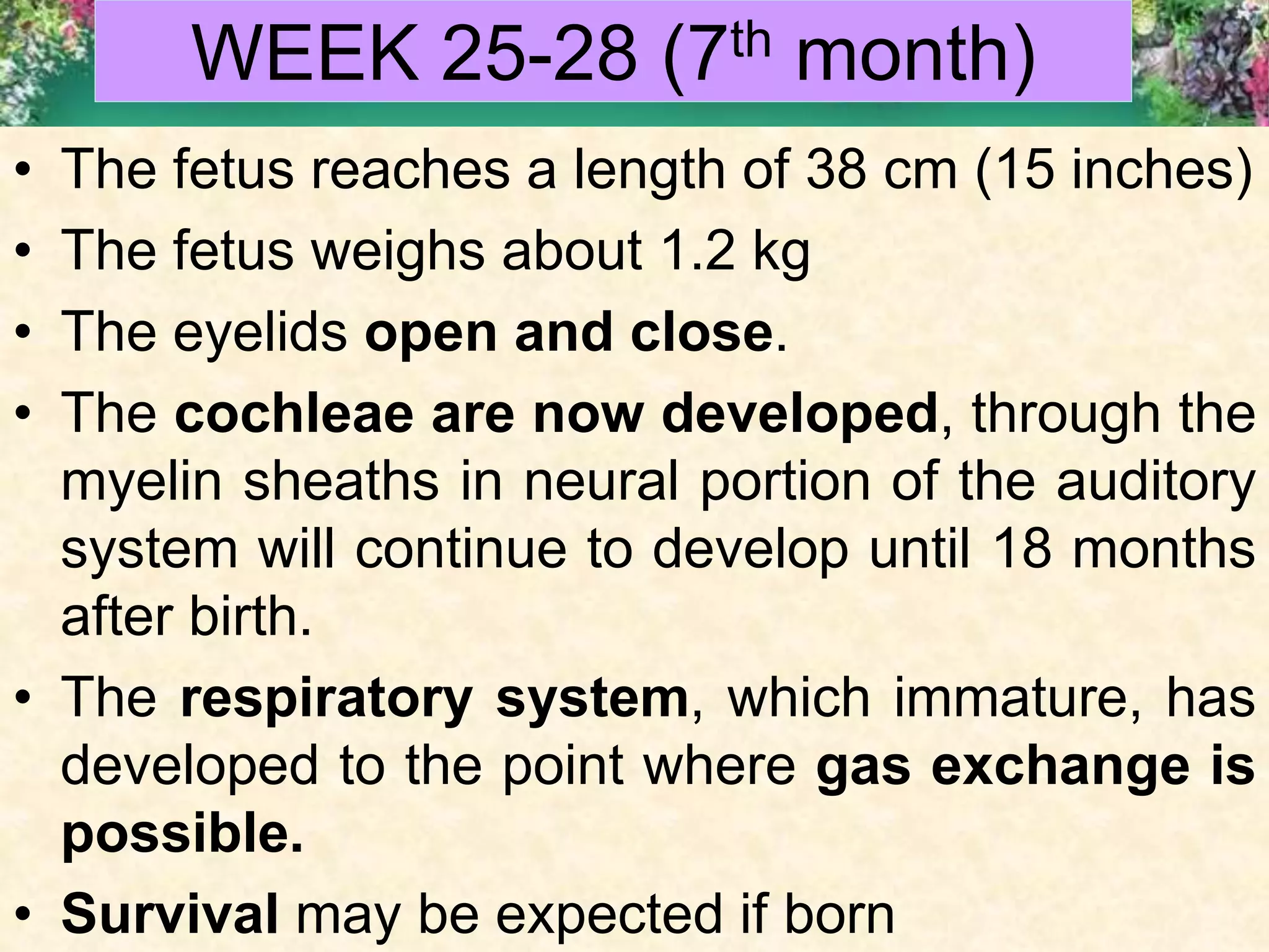 fetal development and fetal circulation | PPTX
