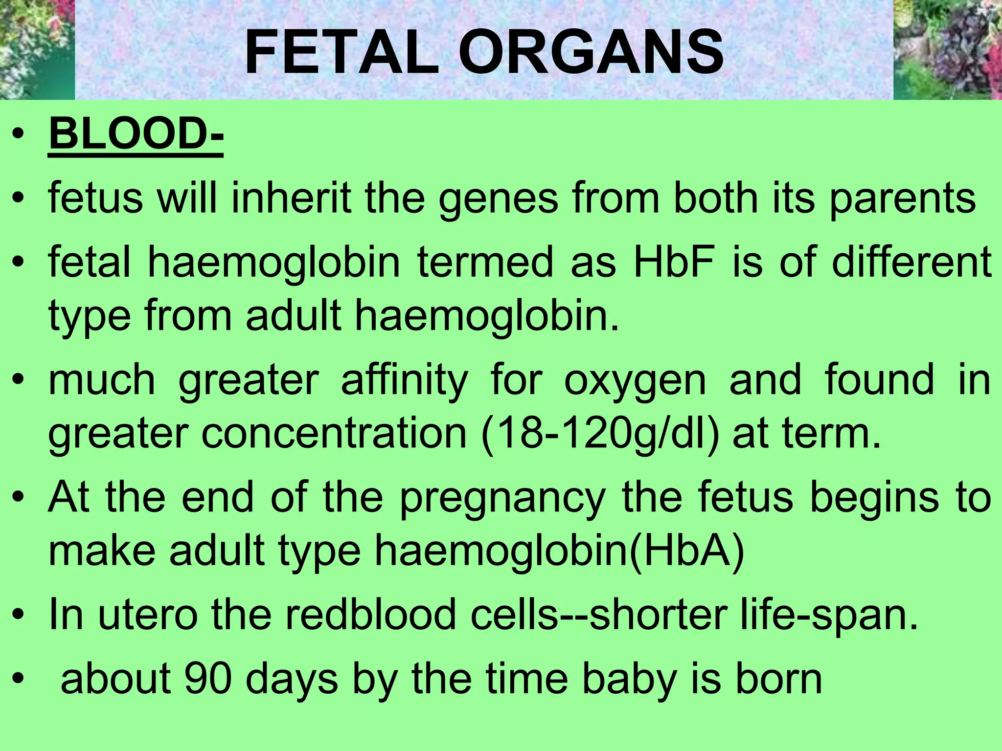 fetal development and fetal circulation | PPTX