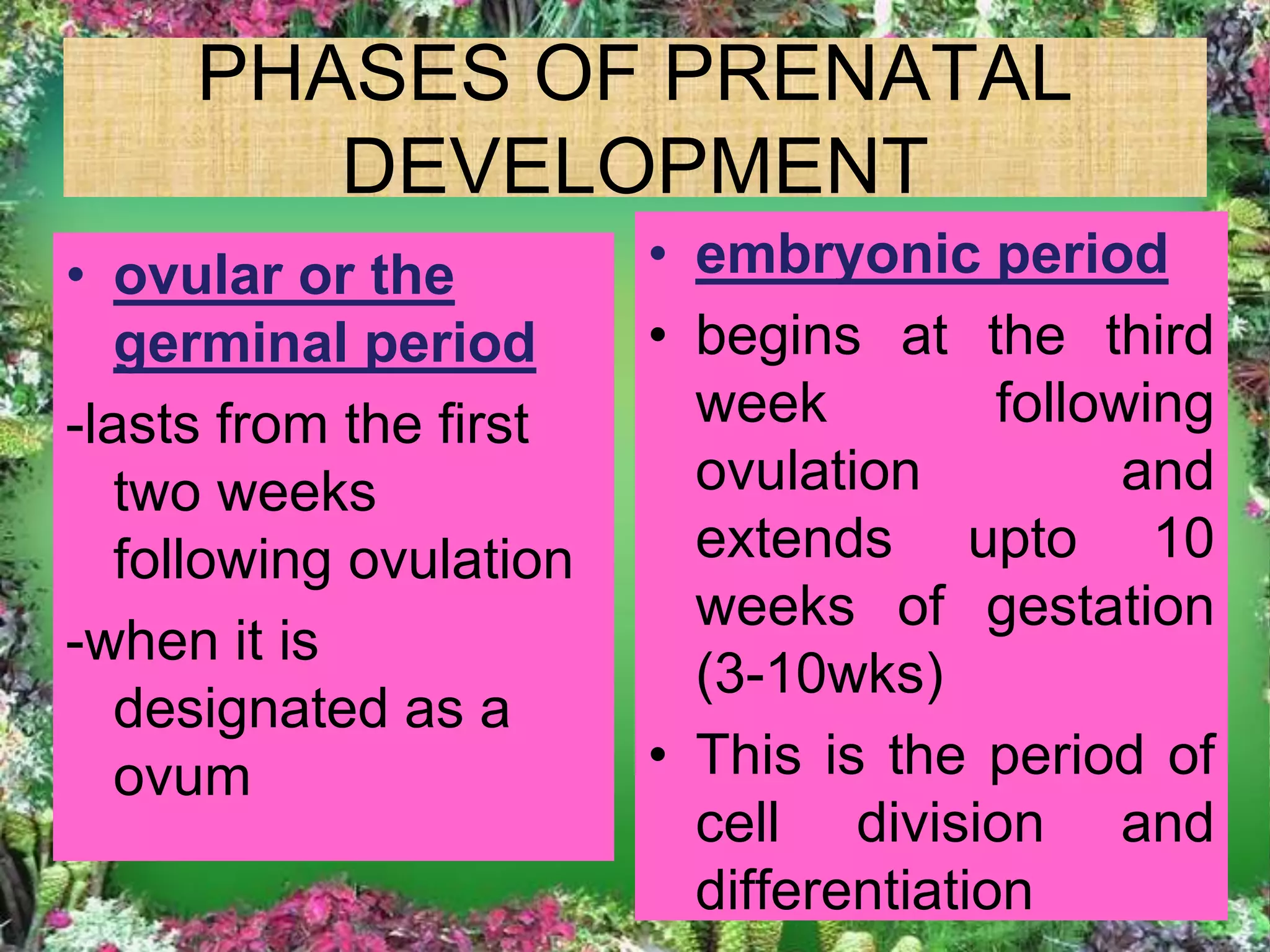 fetal development and fetal circulation | PPTX