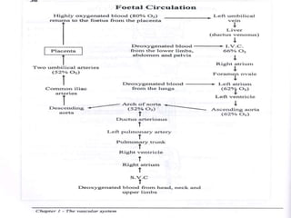 fetal development and fetal circulation | PPTX