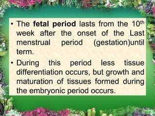 fetal development and fetal circulation | PPTX