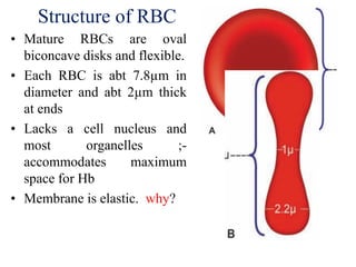 2. erythrocytes | PPT