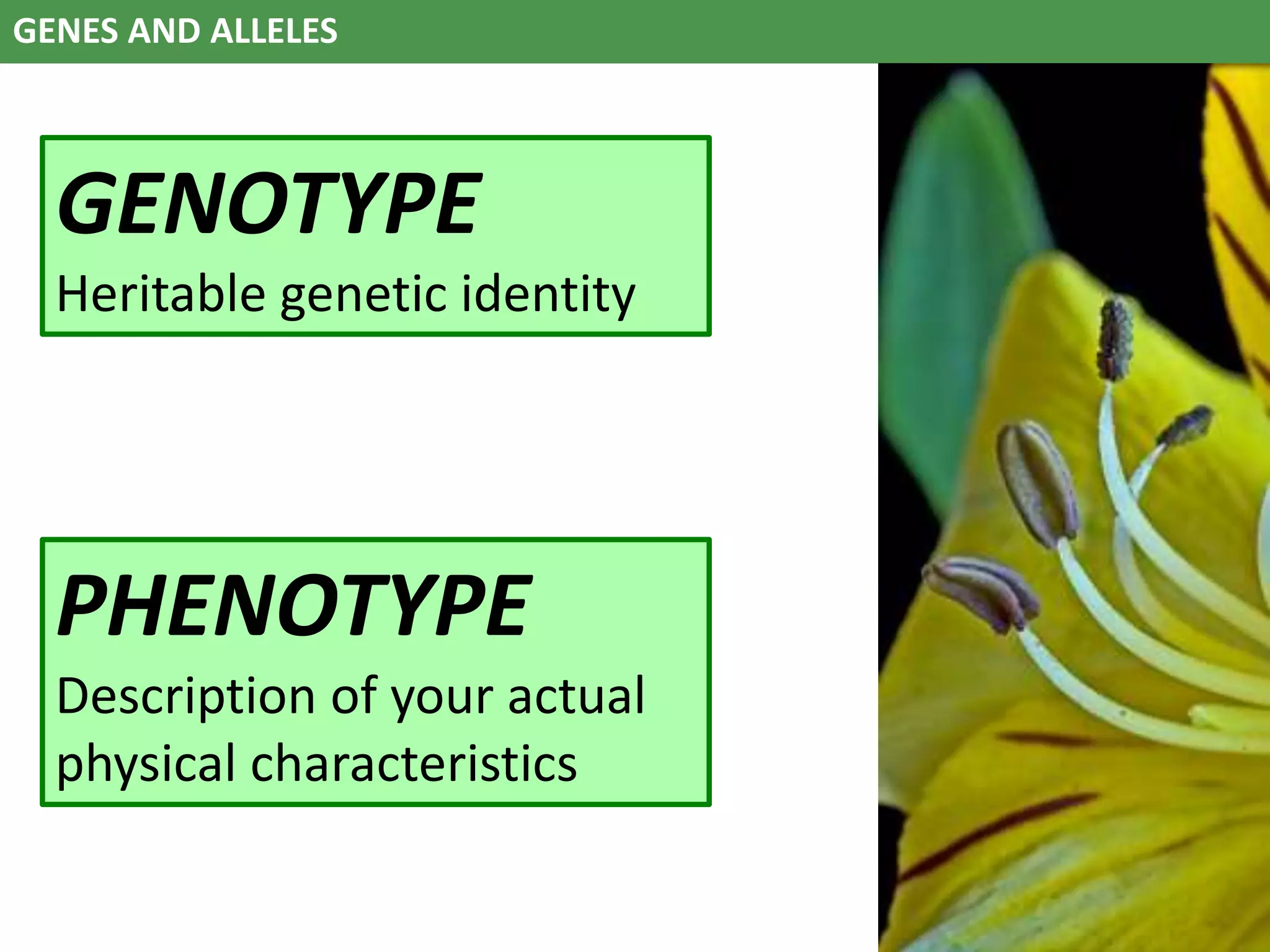 Heredity: Traits of Inheritance | PPT