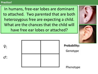 Heredity: Traits of Inheritance | PPT