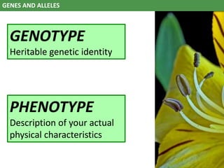 Heredity: Traits of Inheritance | PPT