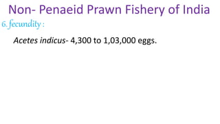 2. Non Penaed Shrimp Fishery of India | PPTX