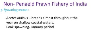 2. Non Penaed Shrimp Fishery of India | PPTX