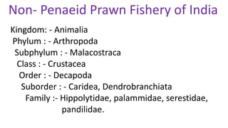 2. Non Penaed Shrimp Fishery of India | PPTX