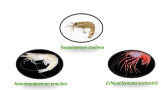 2. Non Penaed Shrimp Fishery of India | PPTX