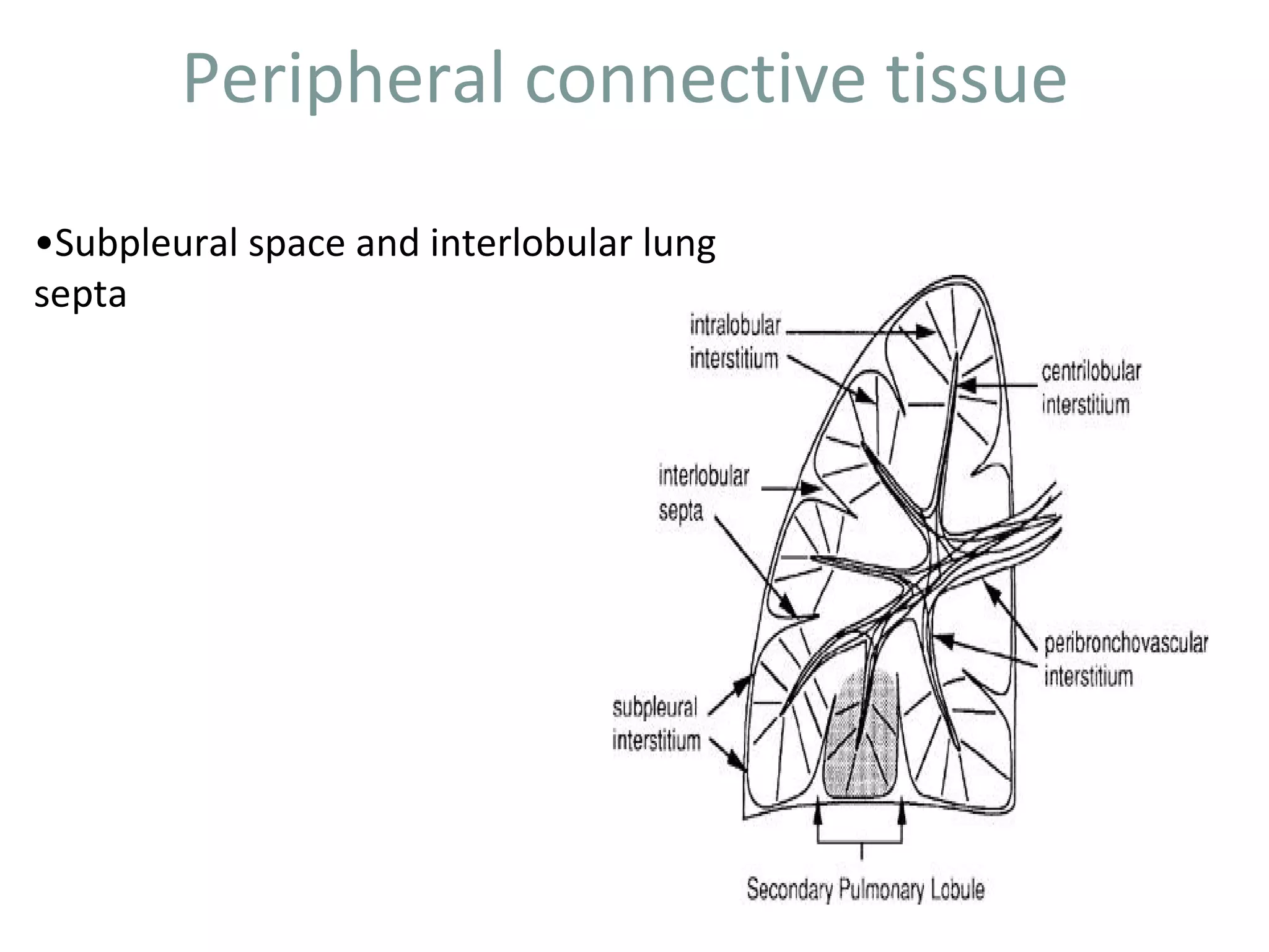 Anatomy and Physiology of Lung Interstitium | PPT