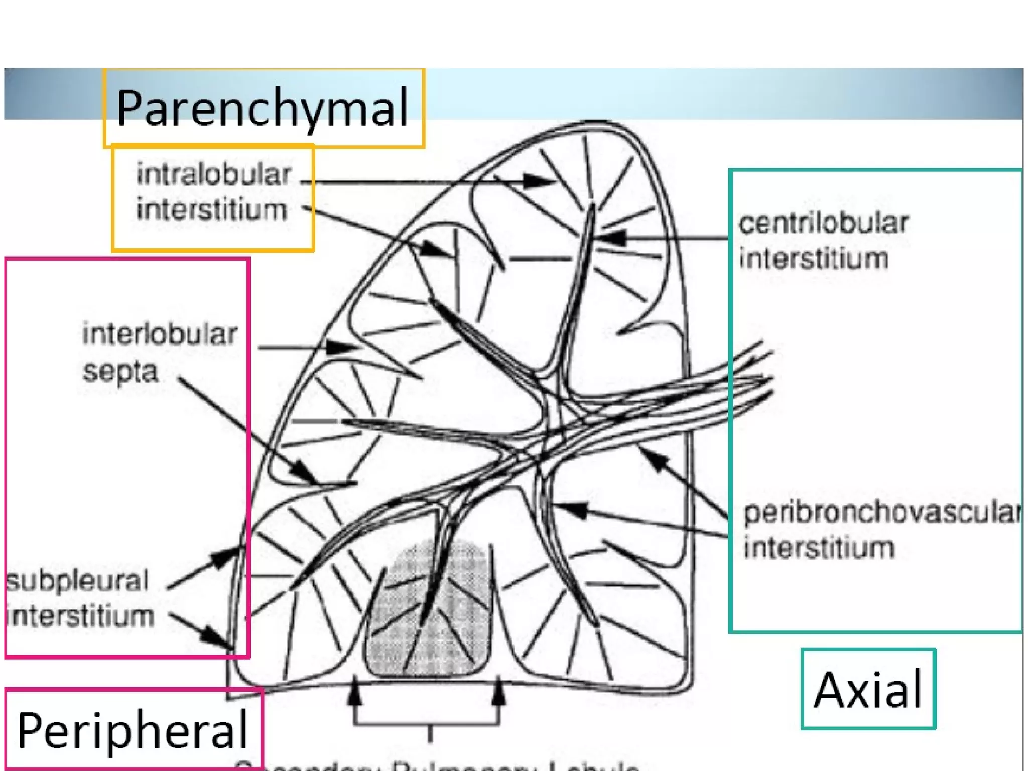 Anatomy and Physiology of Lung Interstitium | PPT