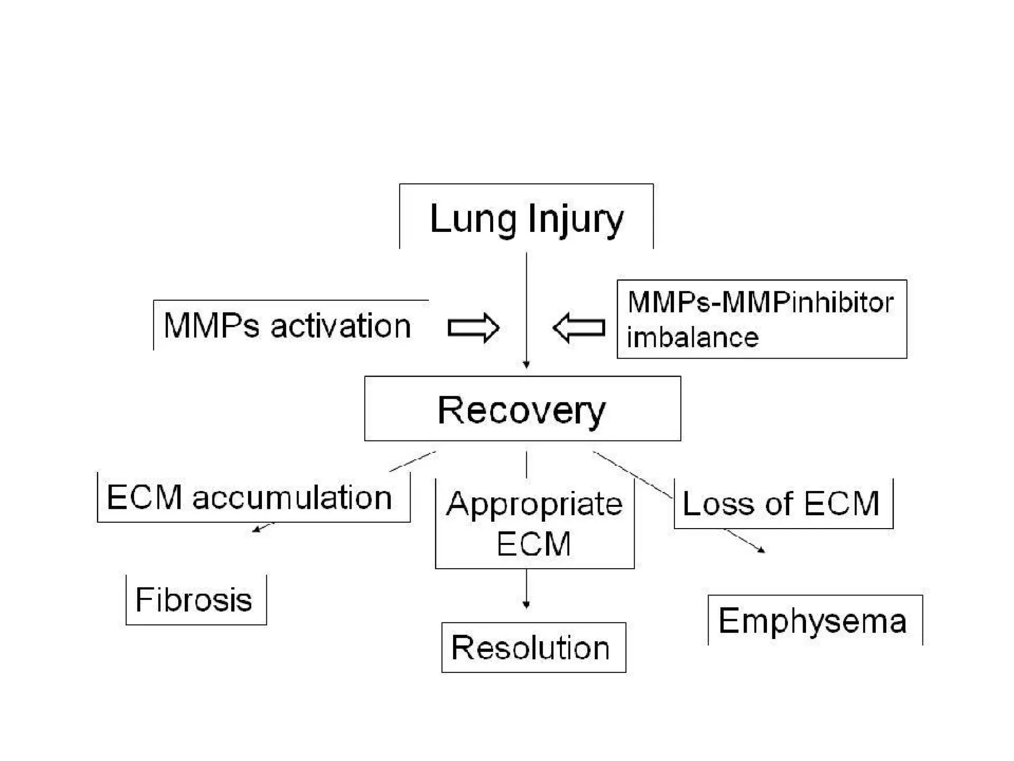 Anatomy and Physiology of Lung Interstitium | PPT