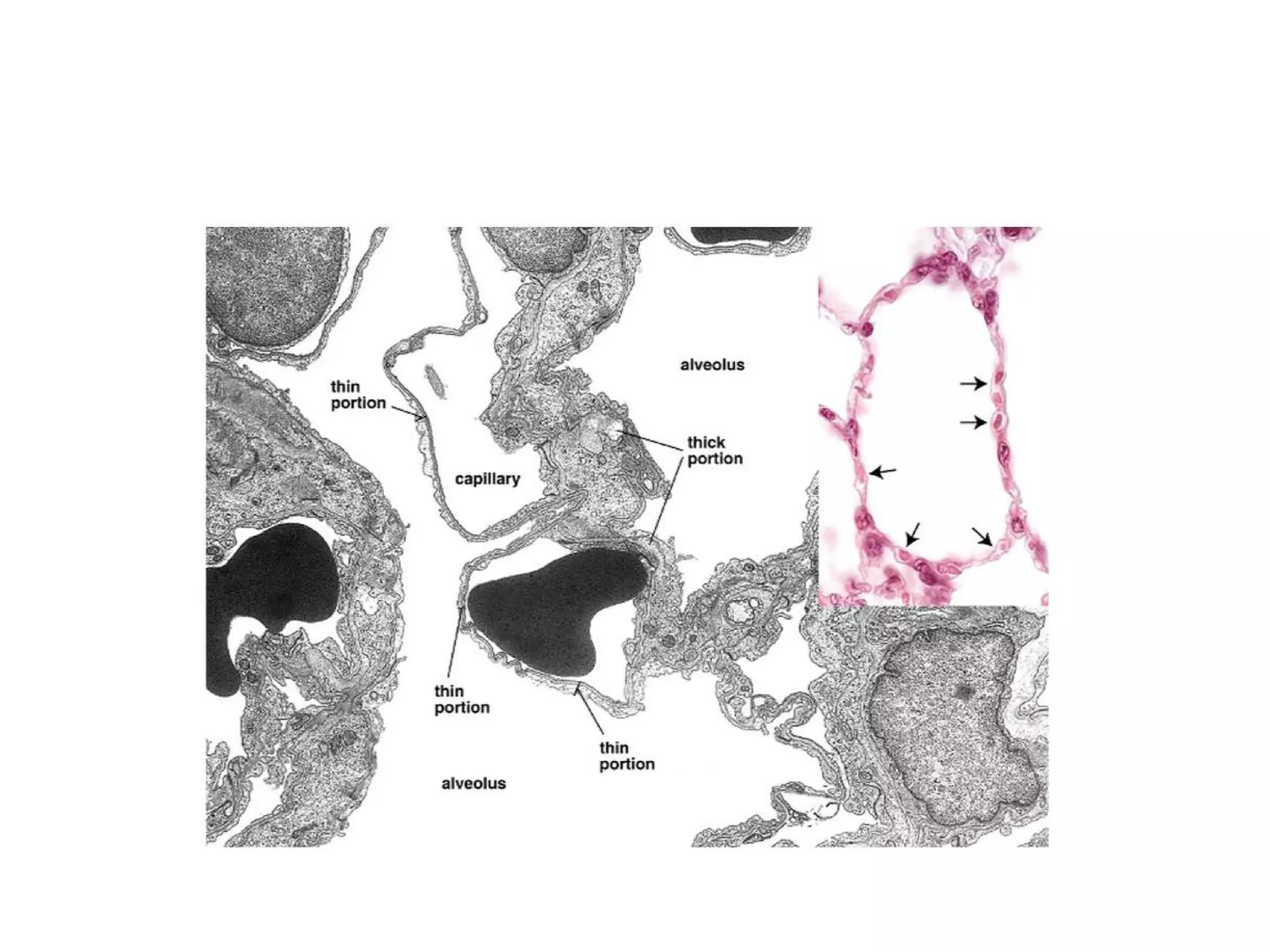 Anatomy and Physiology of Lung Interstitium | PPT