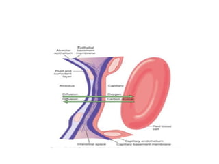 Anatomy and Physiology of Lung Interstitium | PPT