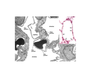 Anatomy and Physiology of Lung Interstitium | PPT