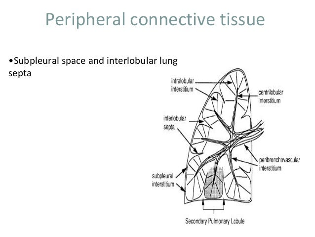 Lung Parenchyma Anatomy