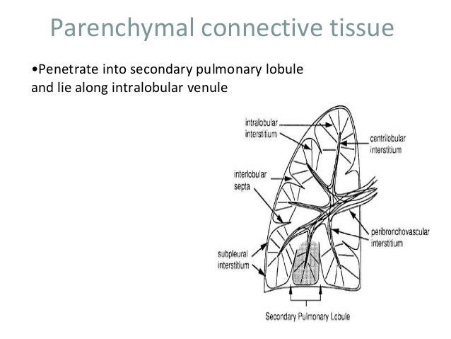 Anatomy and Physiology of Lung Interstitium