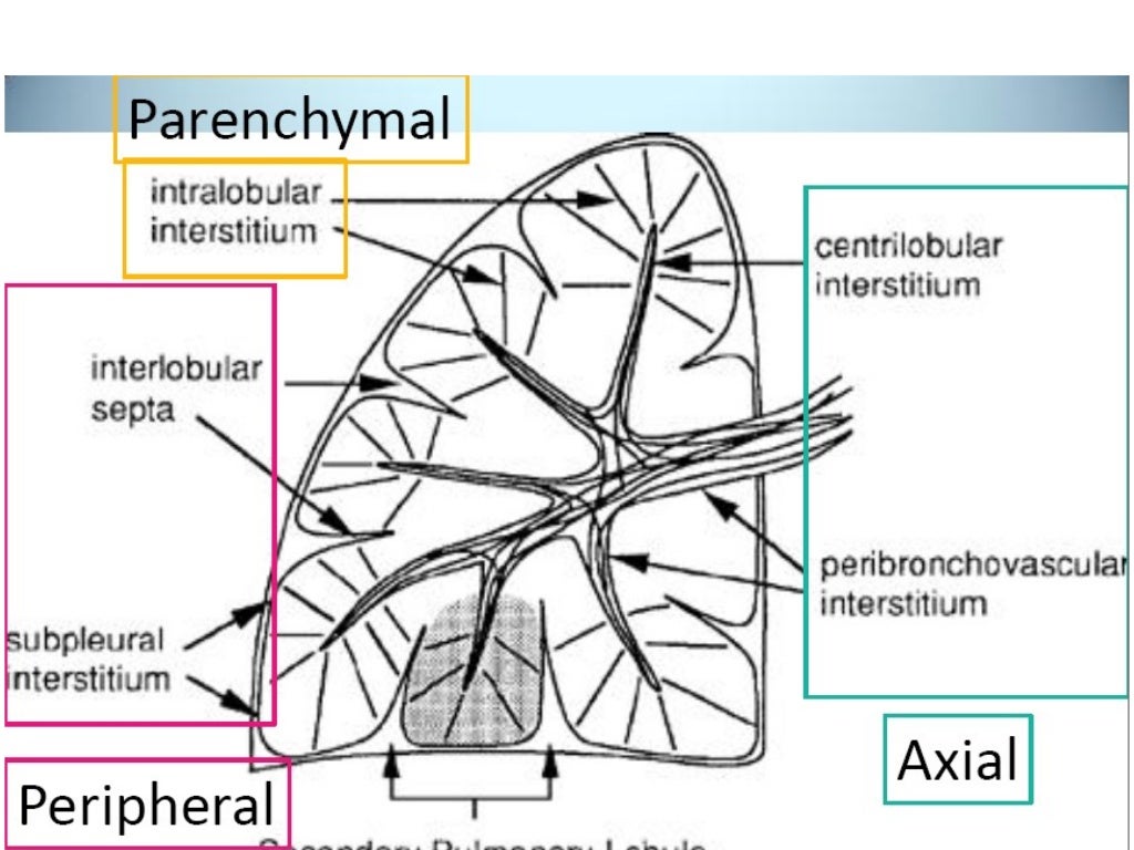Anatomy and Physiology of Lung Interstitium
